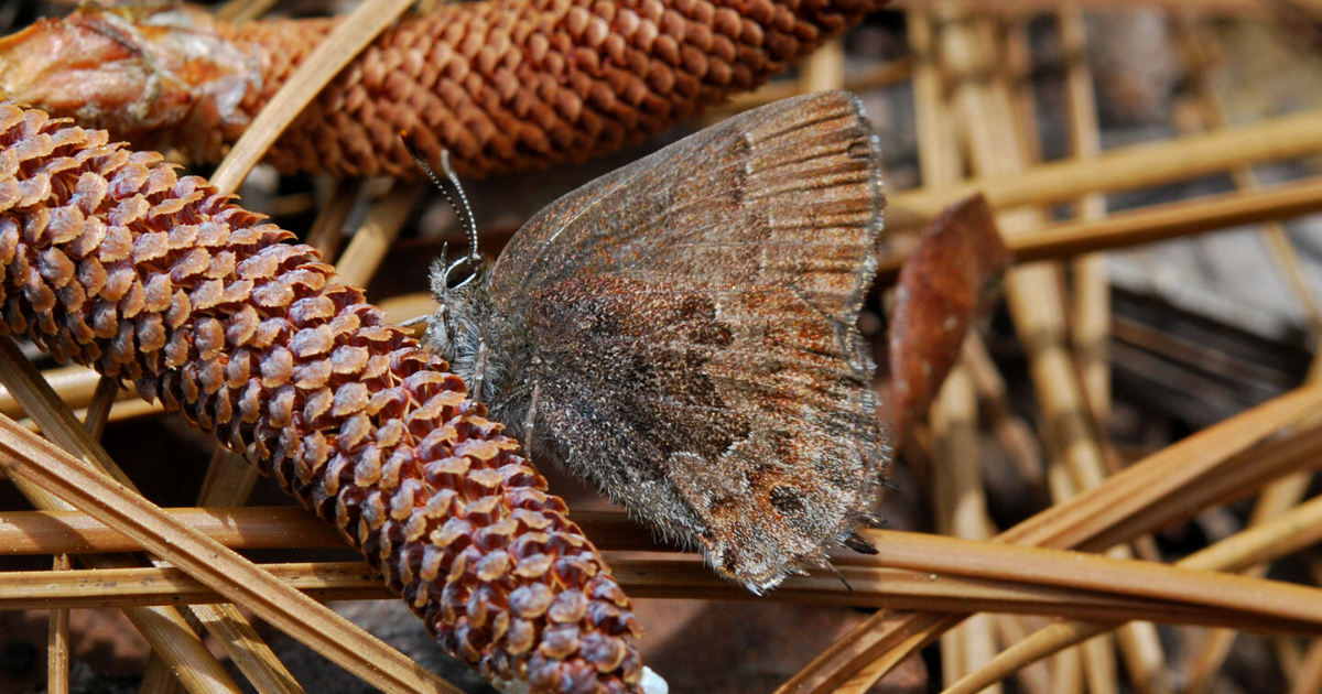 Reducing light pollution is a simple way to help insects