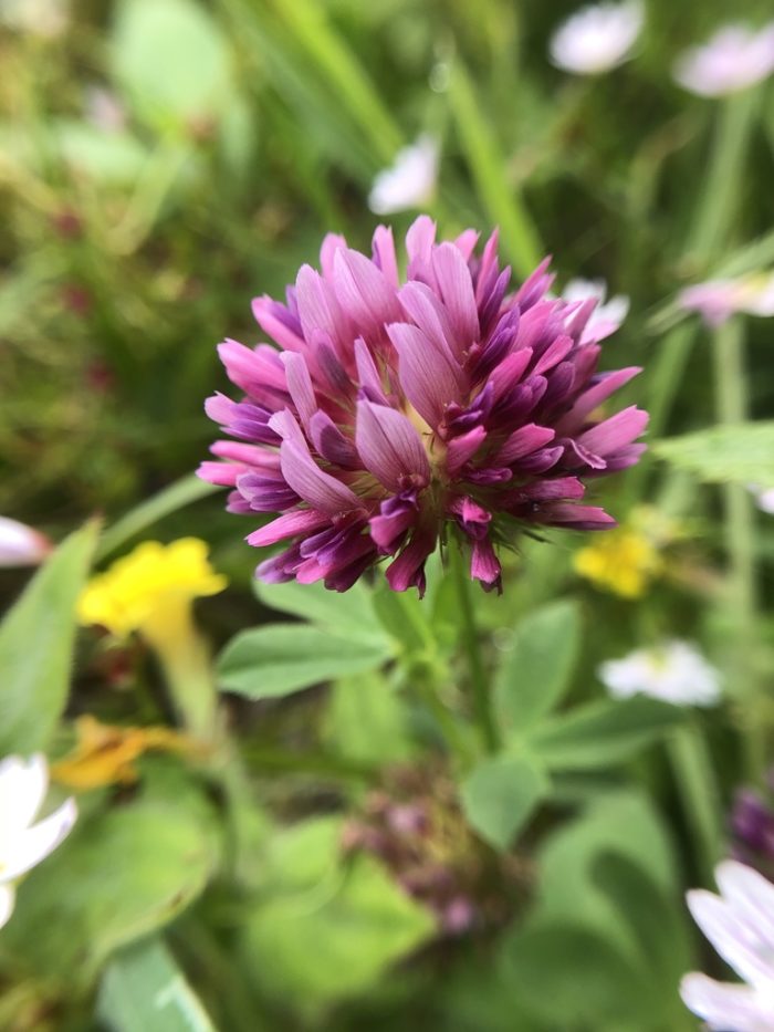 Cultivating climate change solutions: Nature-based solutions and ...