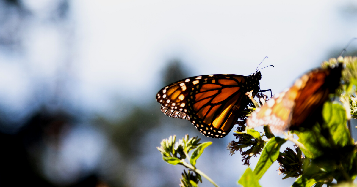Monarch Migration Reflections: Connecting Nature and Place