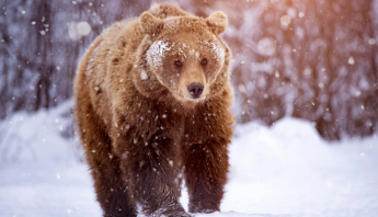 How species survive winter: Hibernation