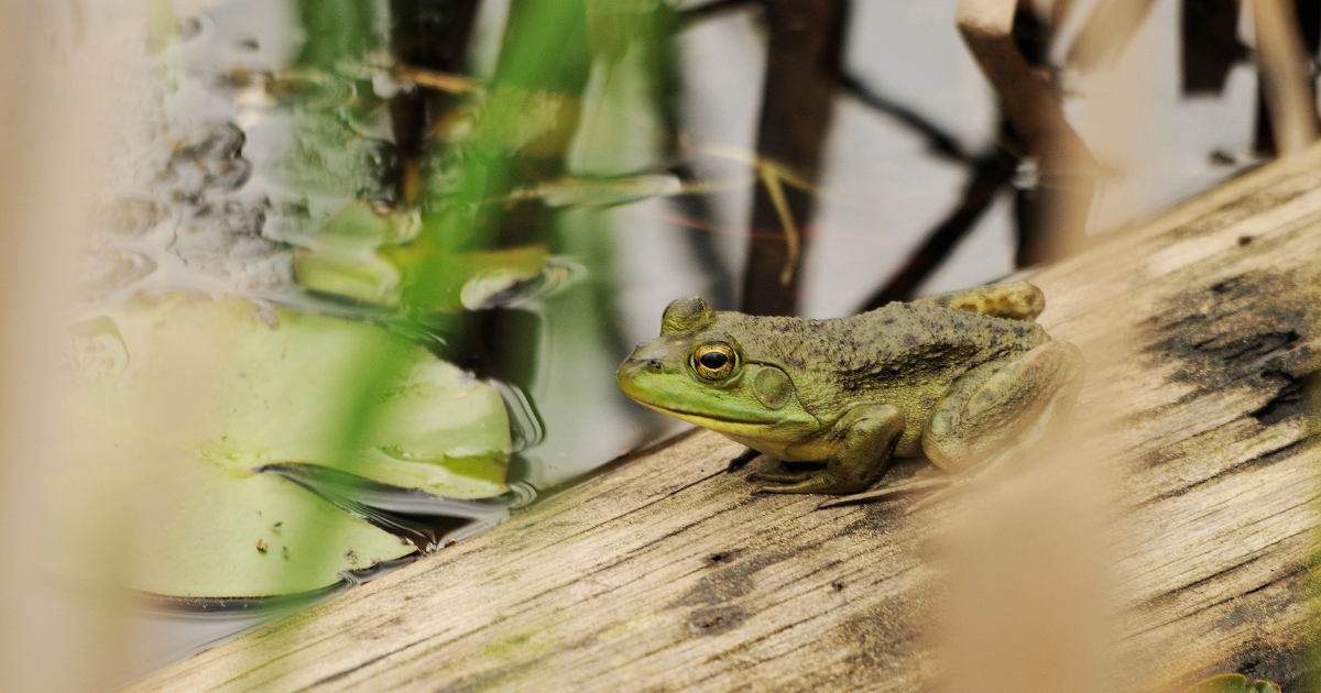 5 reasons to love Canadian wetlands