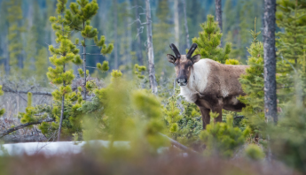 The state of caribou in Quebec: The intersection of biodiversity and ...