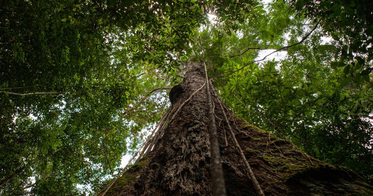 Indigenous-led conservation is championing forest protection
