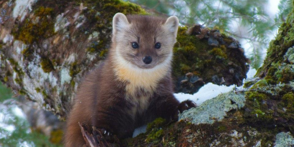 Endangered Animals In Canada