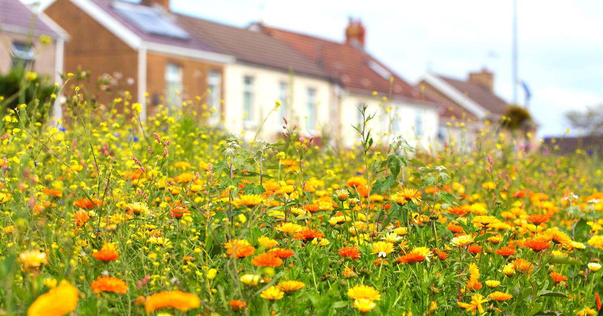 Growing Native Plants on Boulevards Supports Local Biodiversity